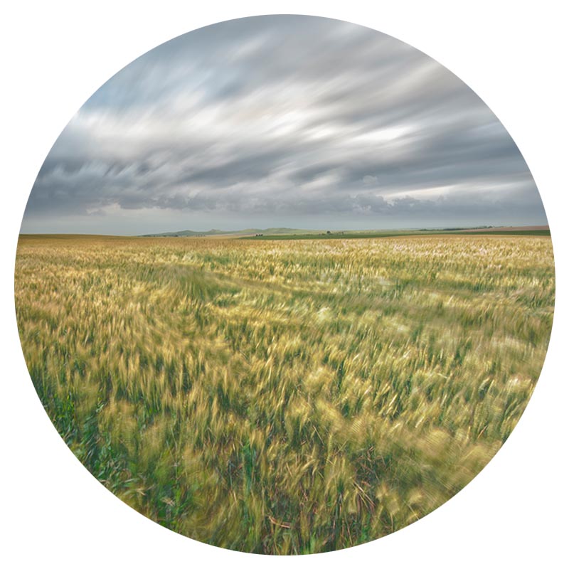 Windy Wheat Fields Picture - Franklin Arts