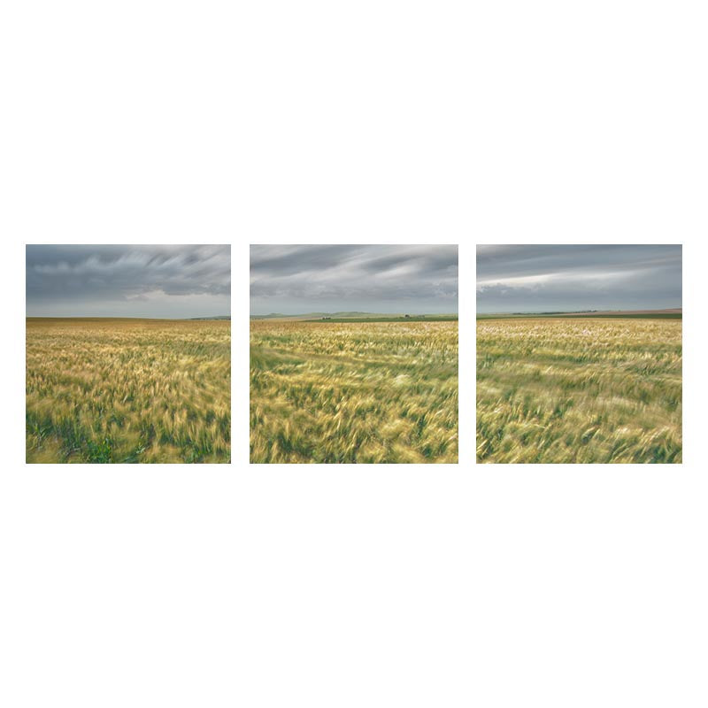 Windy Wheat Fields Picture - Franklin Arts