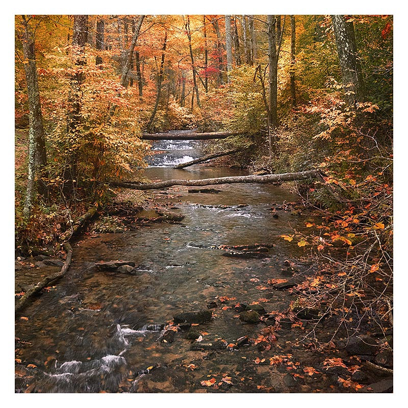 Fall Trees Flowing Stream Picture - Franklin Arts